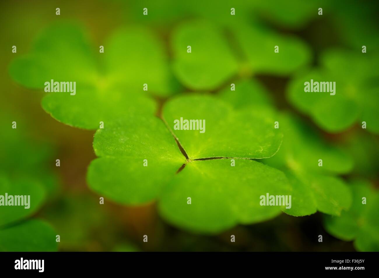 Clover leaves hi-res stock photography and images - Alamy