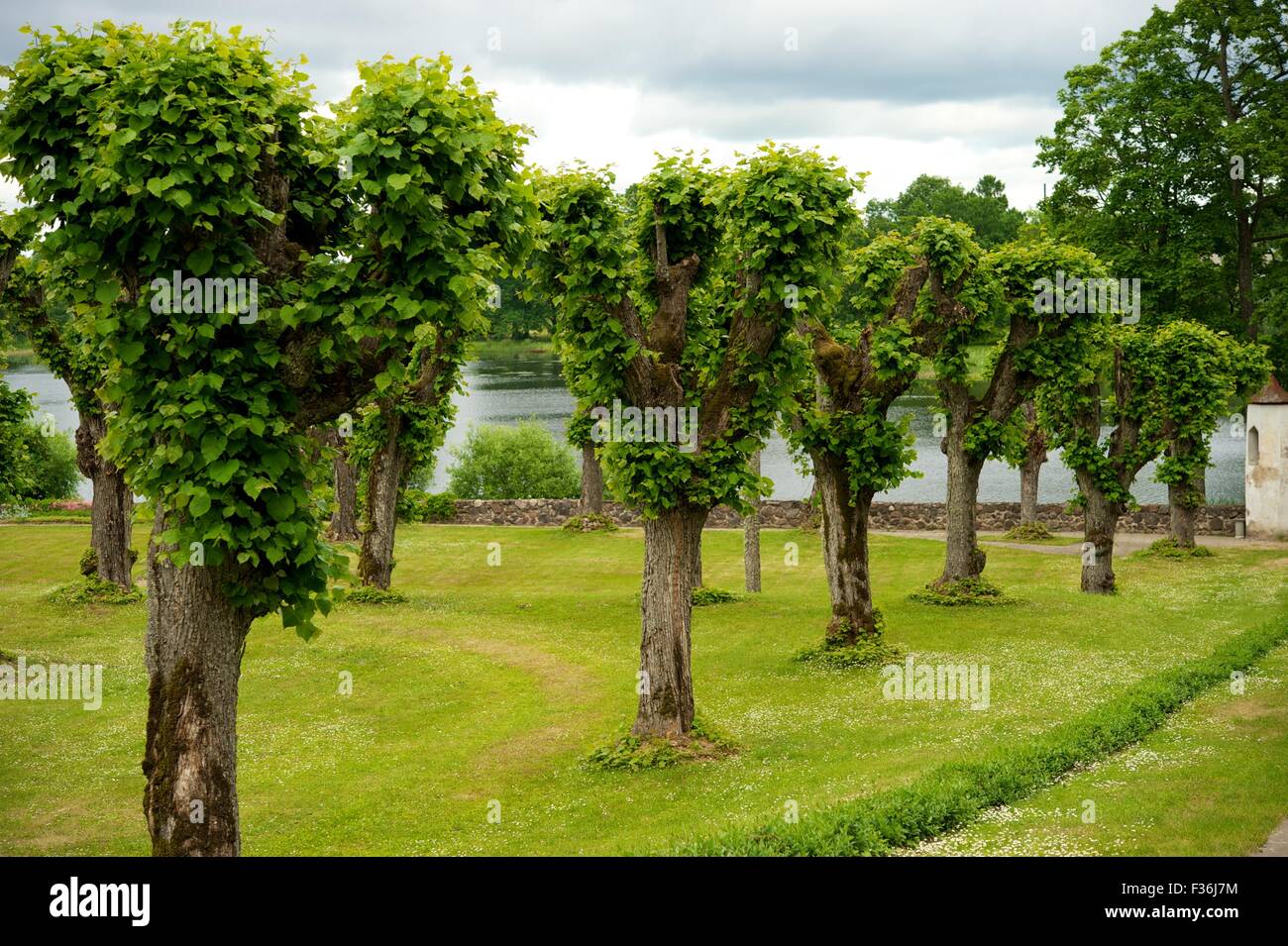 Beautiful tree alley Stock Photo - Alamy