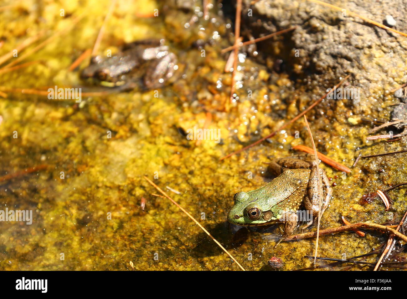 Two frogs in water hi-res stock photography and images - Alamy
