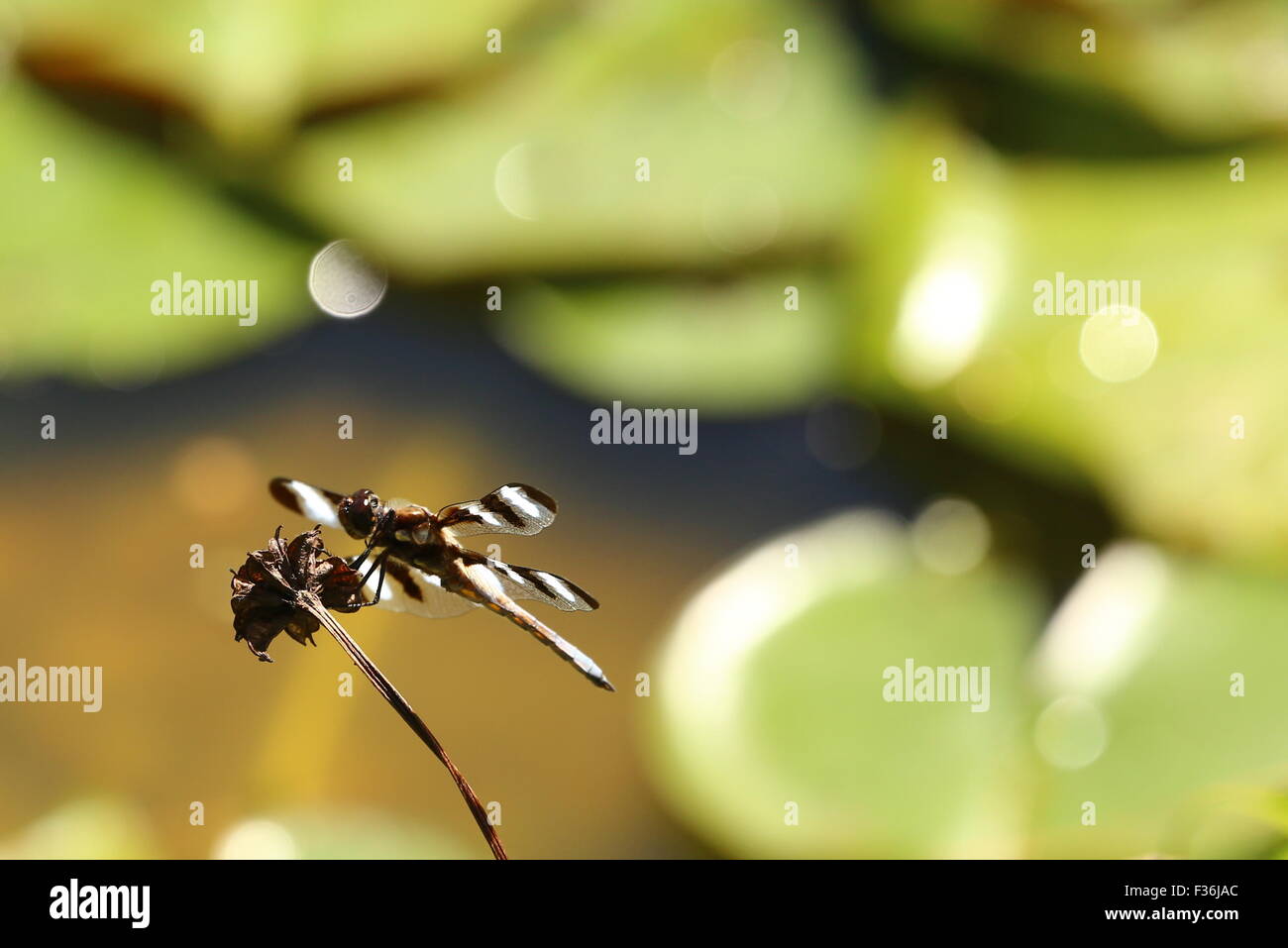 On dragonfly pond Stock Photo - Alamy