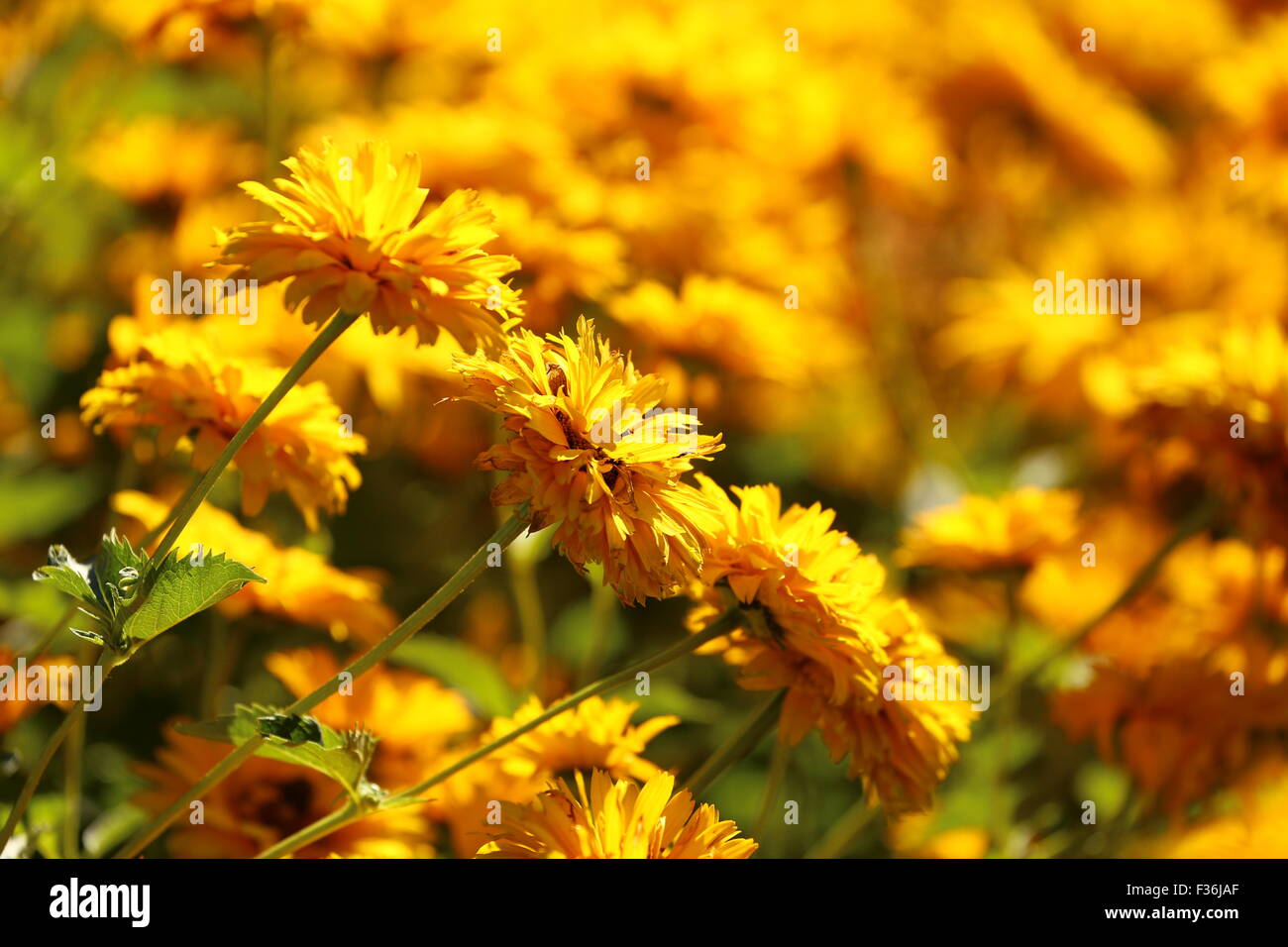 Field of yellow Stock Photo - Alamy