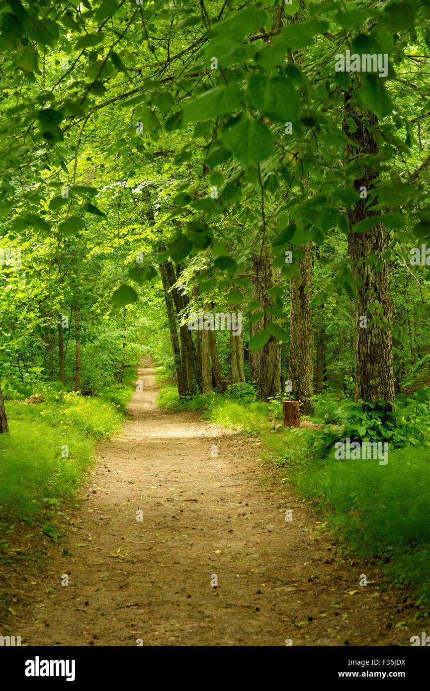 Beautiful path in forest Stock Photo - Alamy