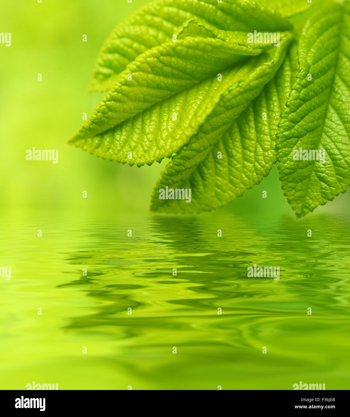 Green leaf reflected in water Stock Photo - Alamy