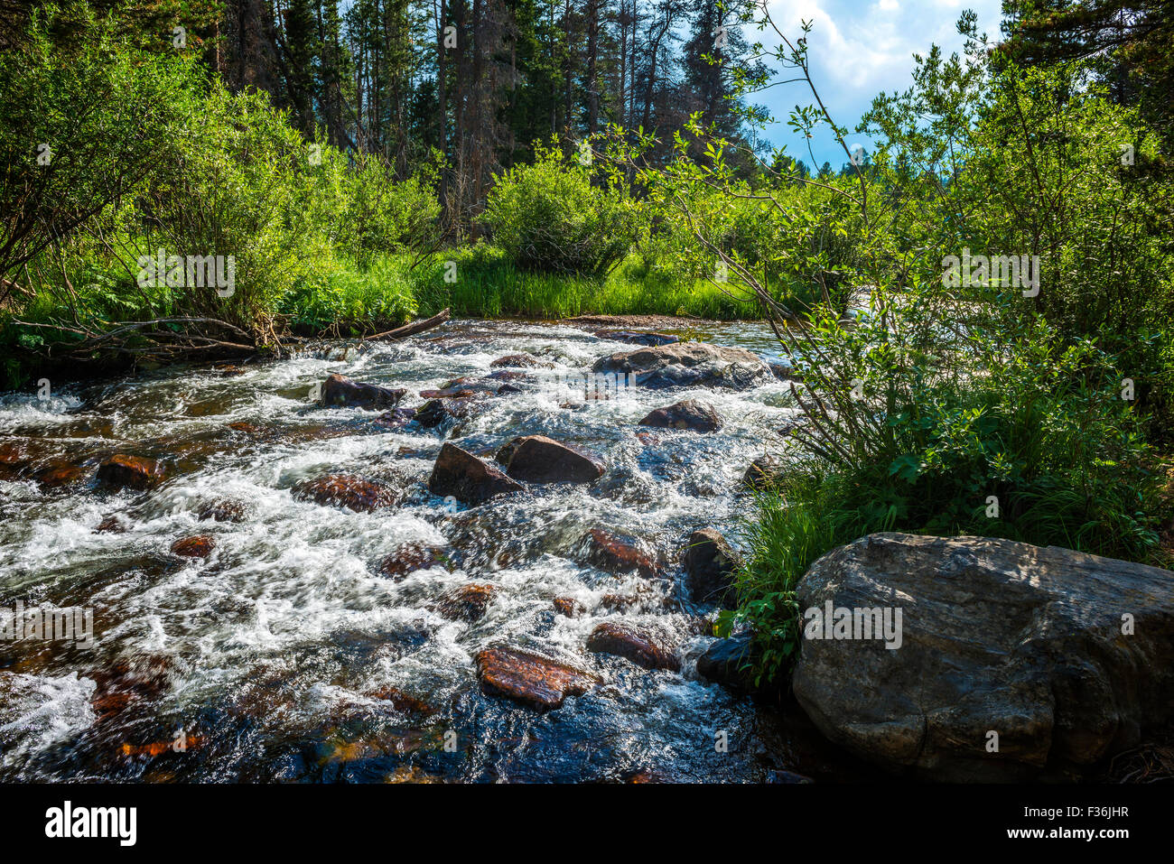 River water forest hi-res stock photography and images - Alamy