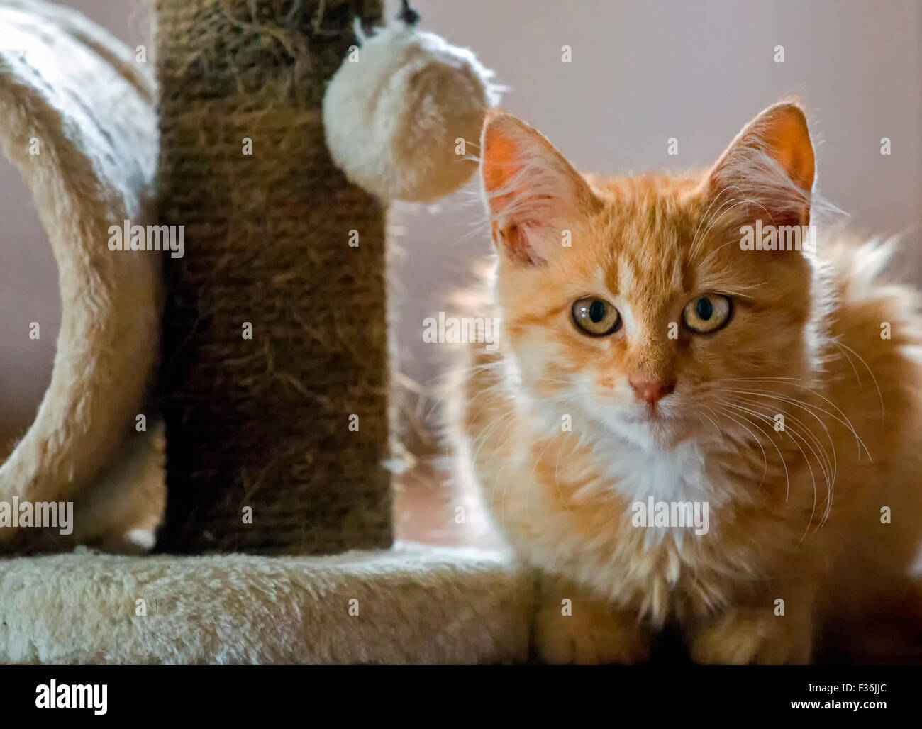 Young orange cat hi-res stock photography and images - Alamy