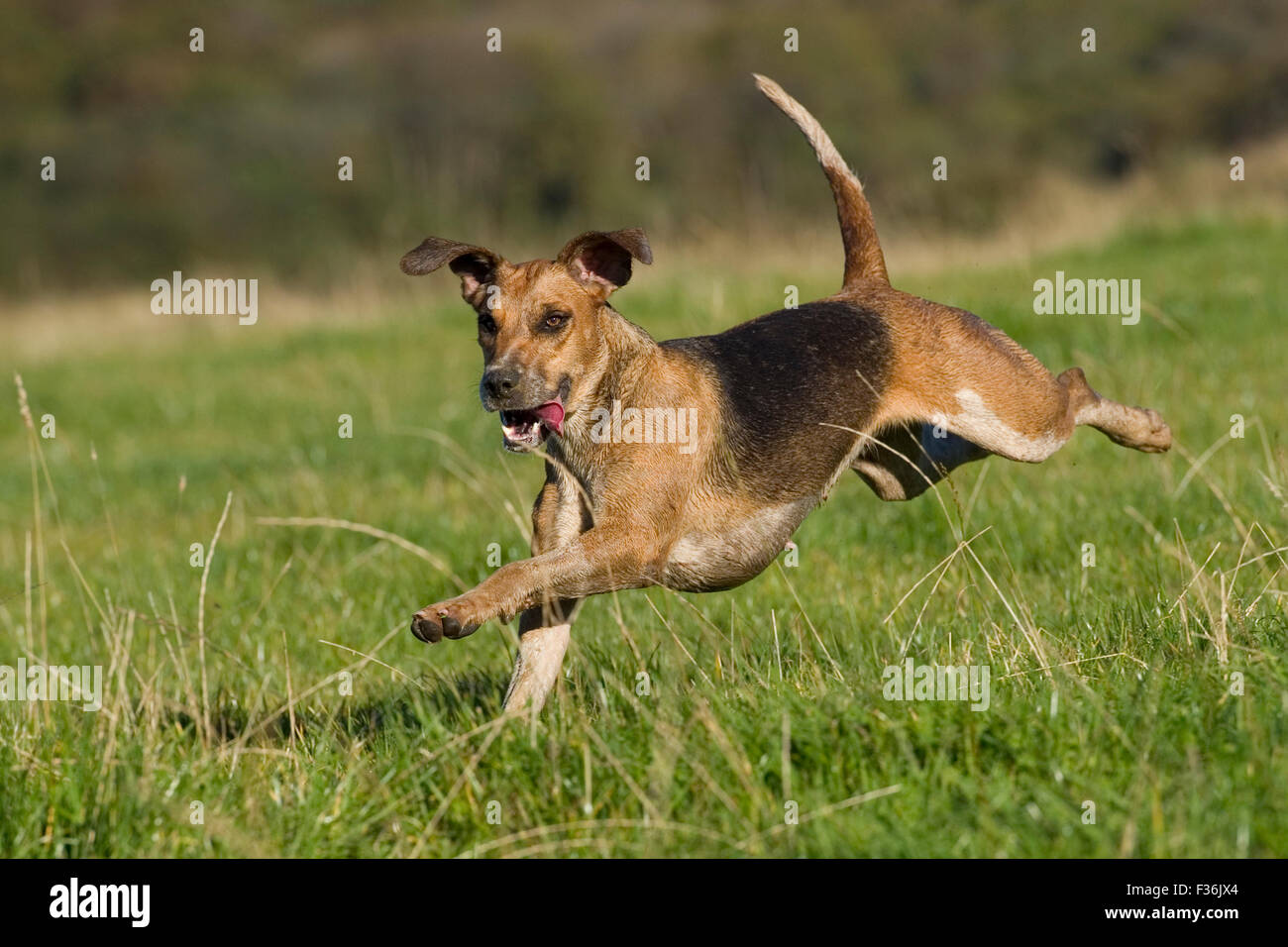 Foxhound Dog High Resolution Stock Photography and Images - Alamy