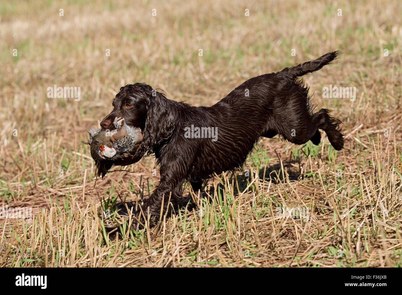 cocker spaniel with game (partridge Stock Photo - Alamy