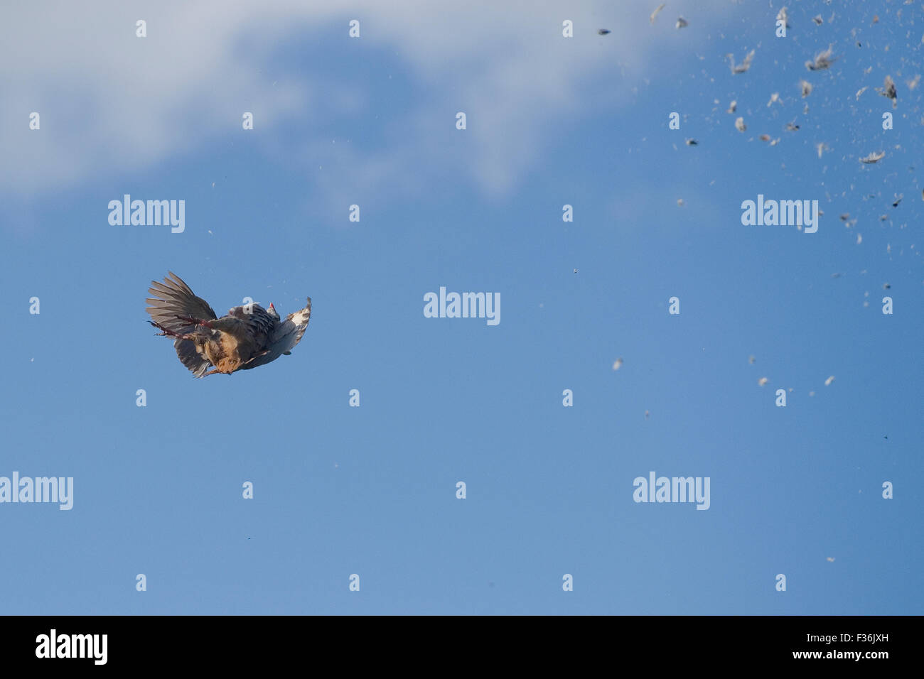 Flying partridge hi-res stock photography and images - Alamy