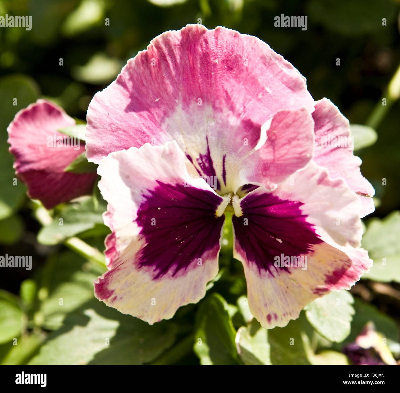 One flower pansy of pink colour close view Stock Photo - Alamy