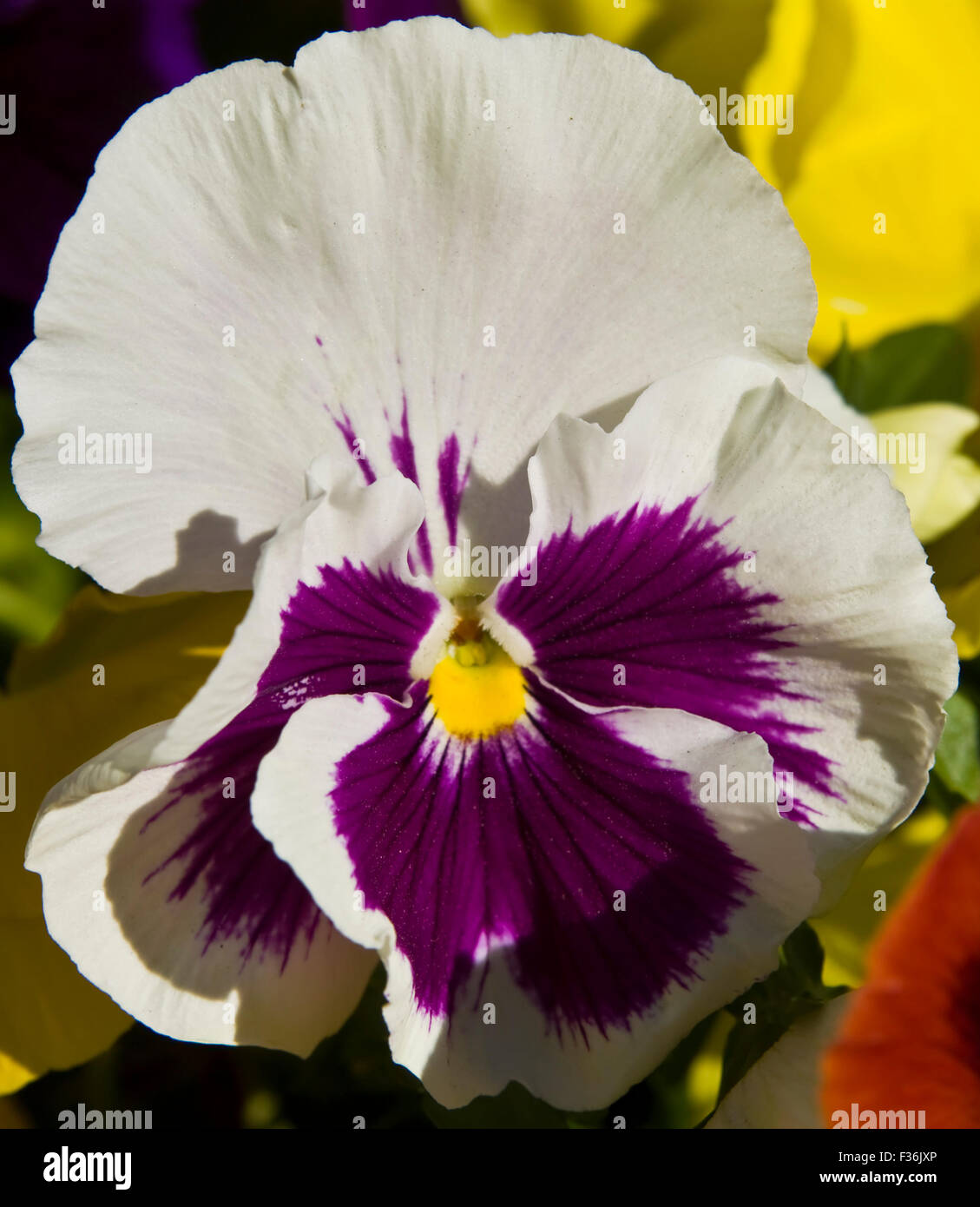 Pansy (viola tricolor) in white and violet colours Stock Photo - Alamy