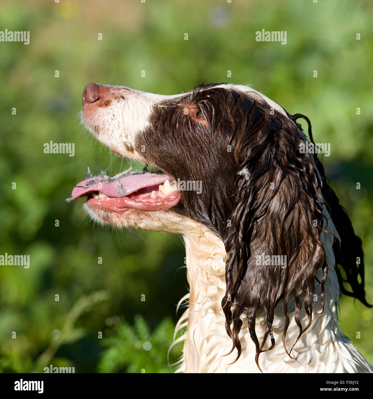 springer spaniel with feathers in his mouth Stock Photo - Alamy