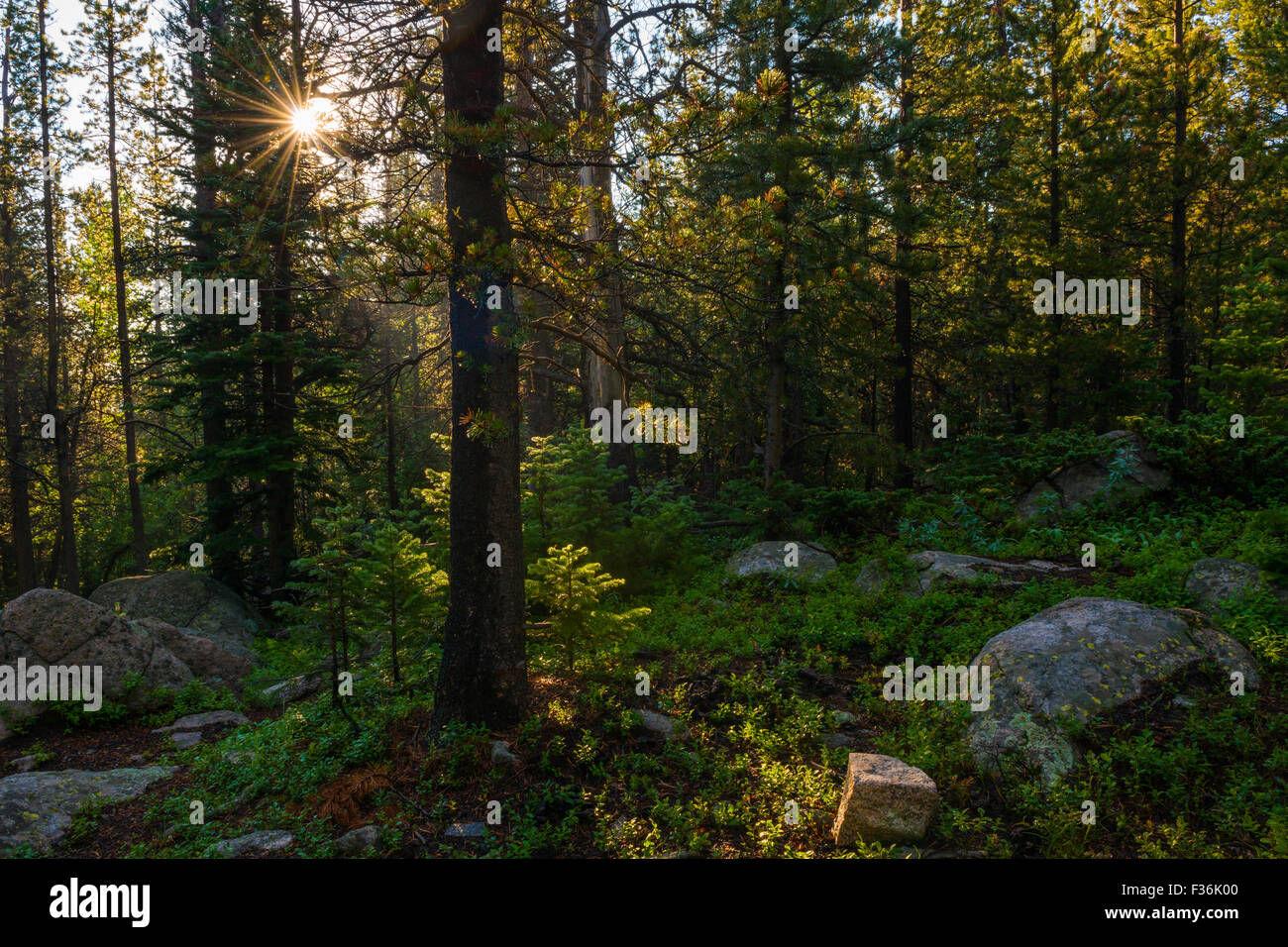 sunshine in forest Stock Photo - Alamy