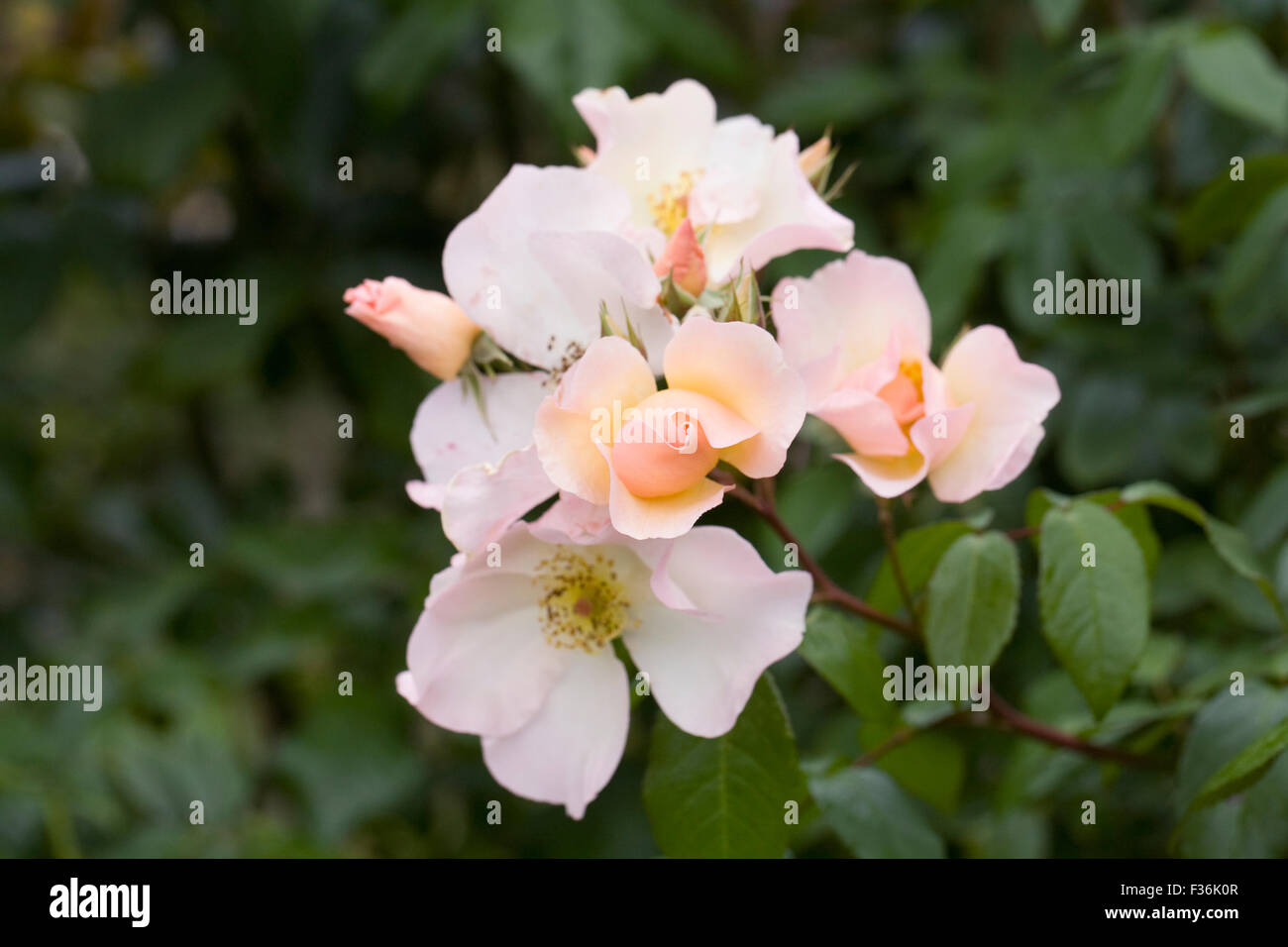 Sally rose hi-res stock photography and images - Alamy
