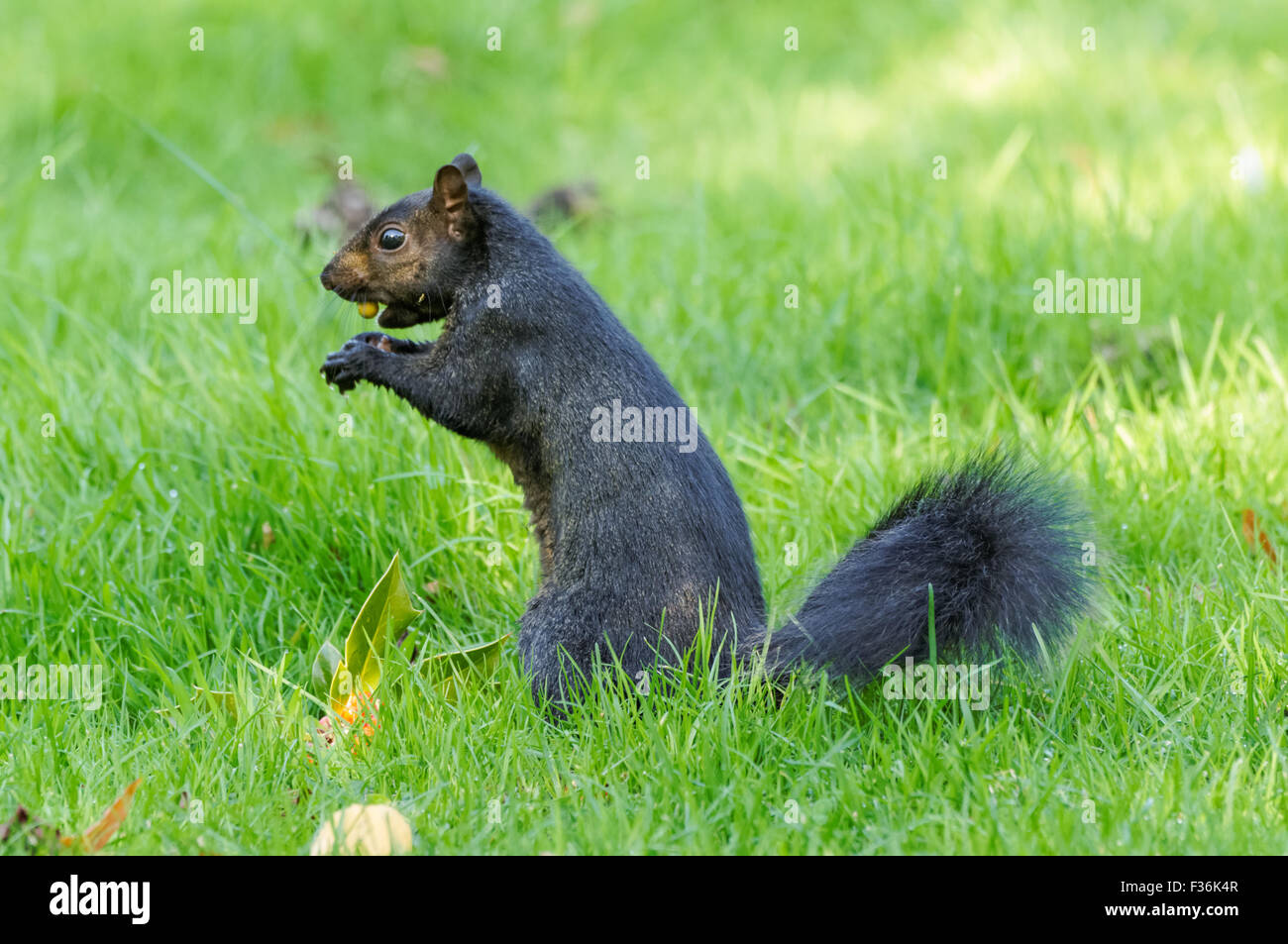 Black squirrel - a melanistic colour variant of the gray squirrel ...