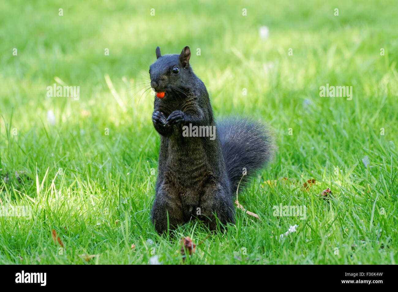 Melanistic Fox Squirrel
