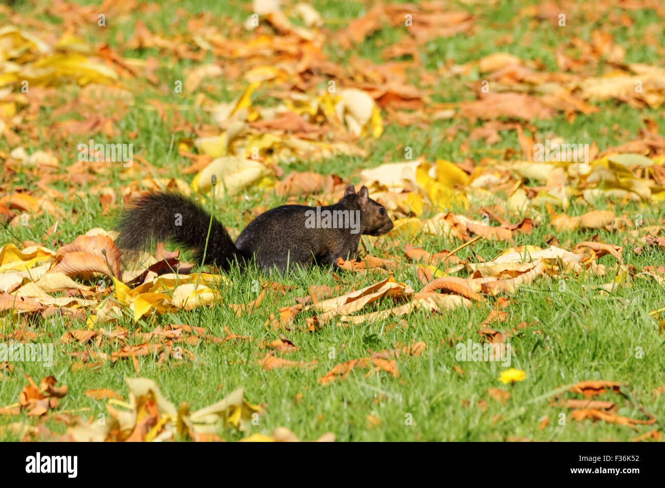 Black squirrel - a melanistic colour variant of the gray squirrel ...