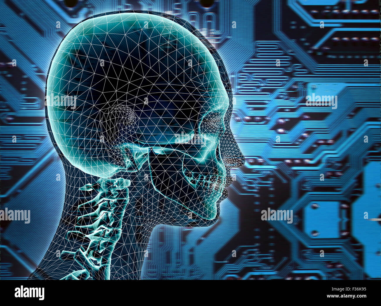 Illustrative representation of female scull anatomy Stock Photo - Alamy