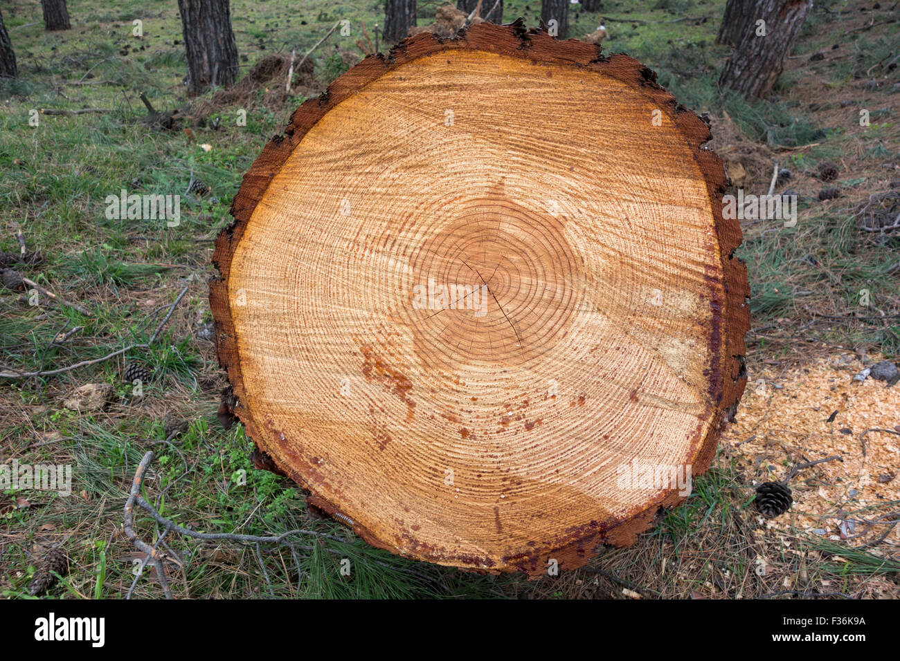 Freshly cut tree log Stock Photo - Alamy