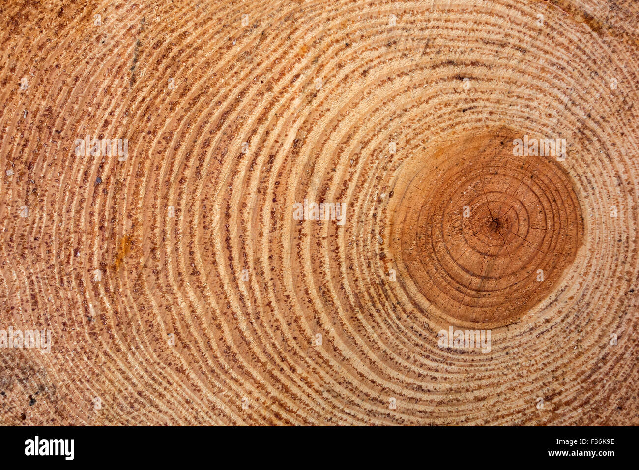 Freshly cut tree log Stock Photo - Alamy