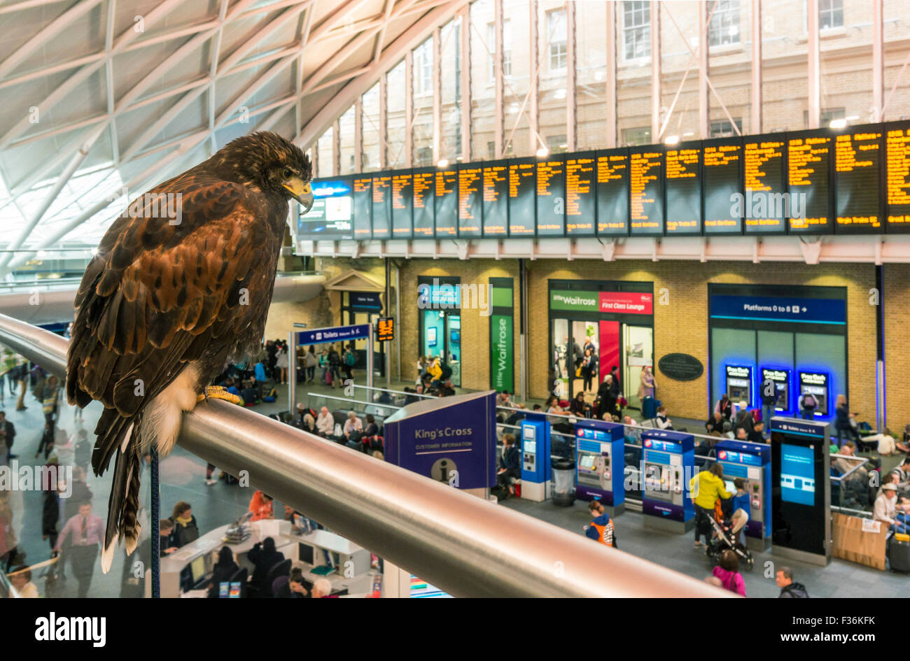 harris hawk bird scarer in the concourse at Kings cross station Euston ...