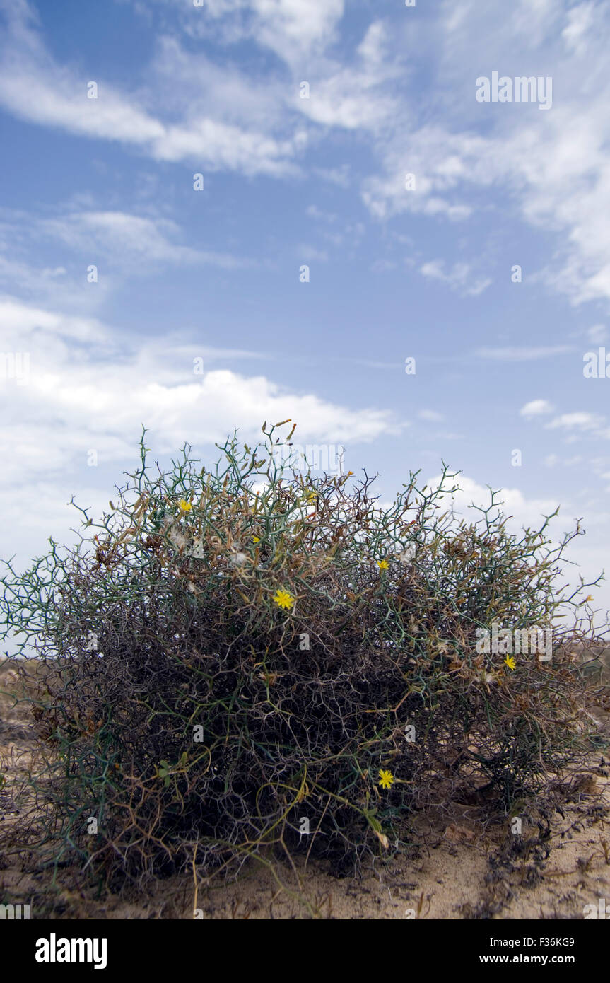 Dry brush in the desert landscape on Boa Vista, Cape Verde Stock Photo ...