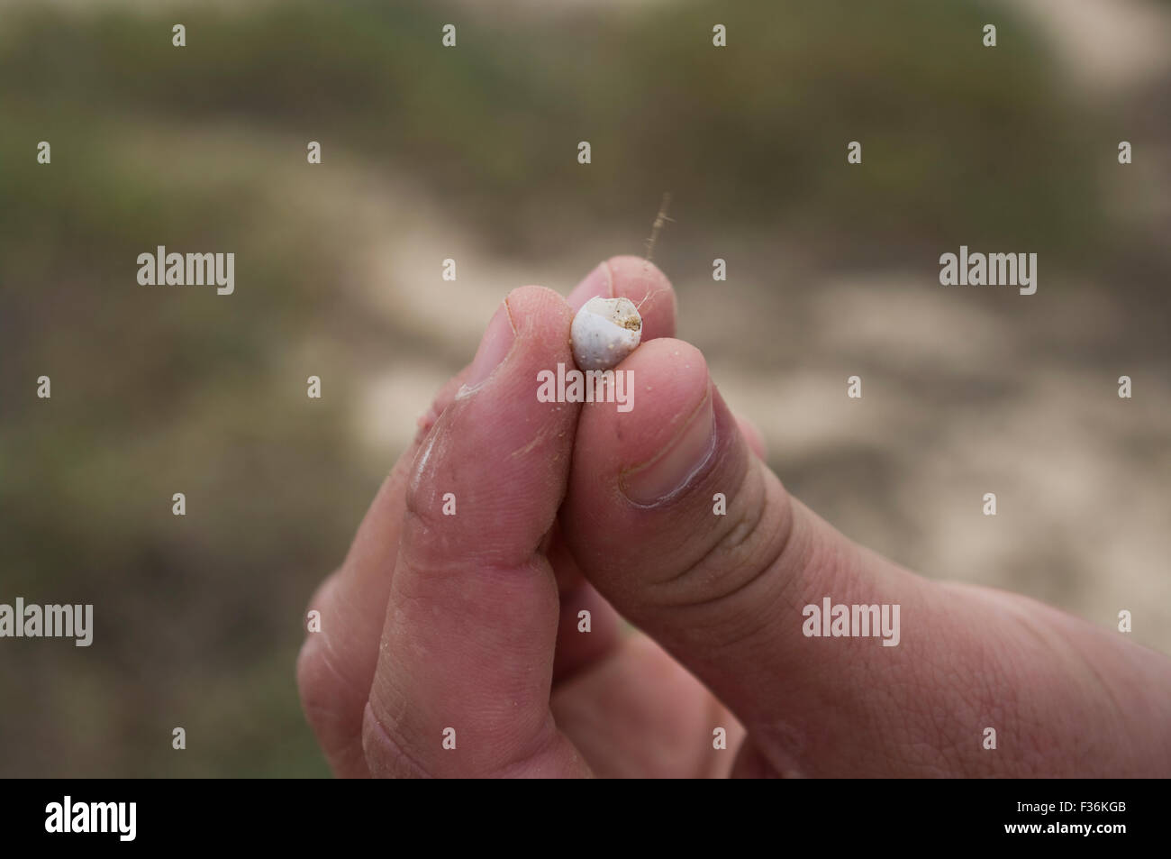 Lizard egg identification hi-res stock photography and images - Alamy