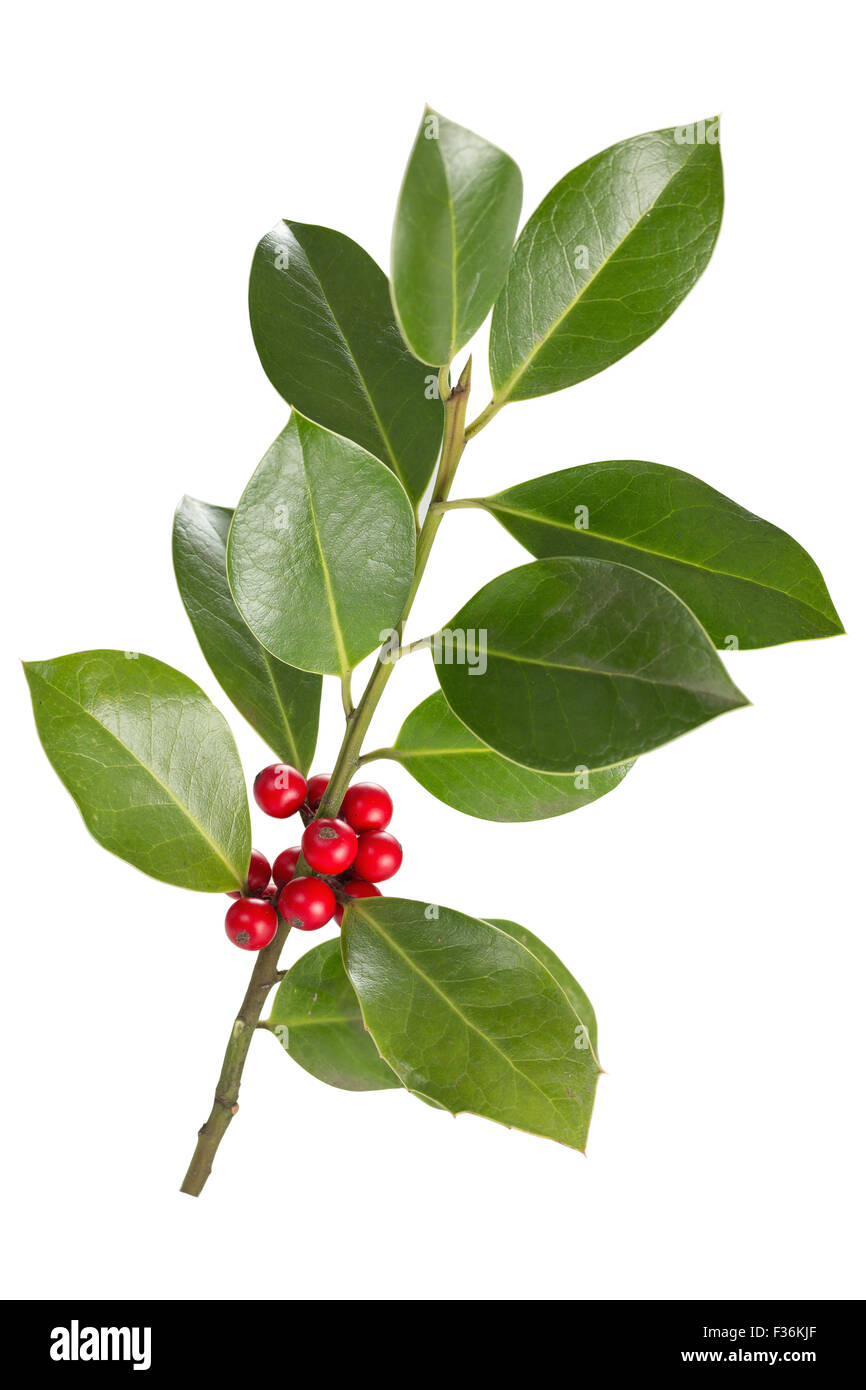 European Holly (Ilex aquifolium) leaves and fruit Stock Photo - Alamy