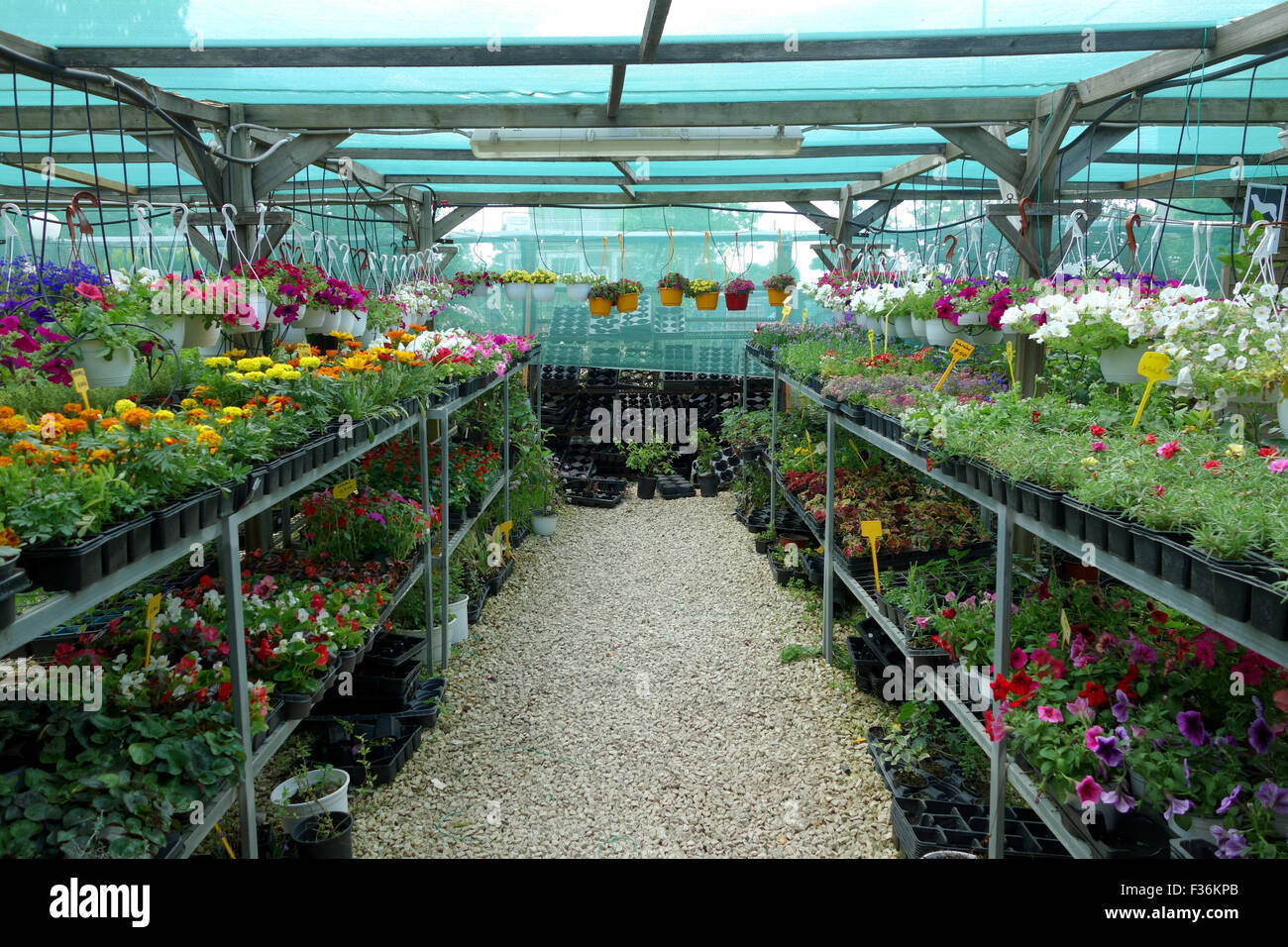 Plants and flowers for sale at the plant nursery Stock Photo - Alamy