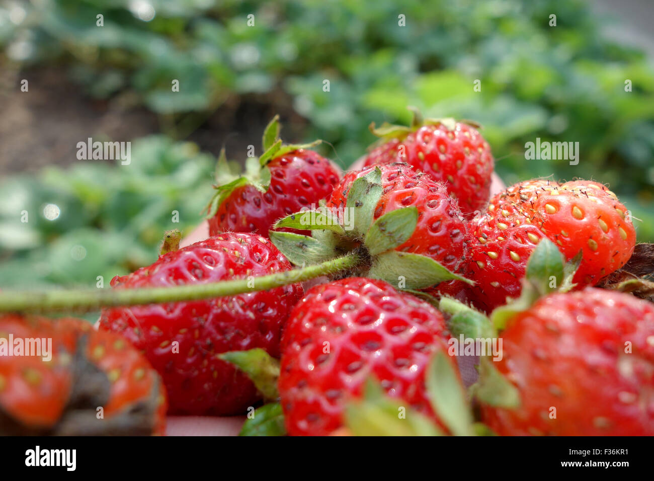 Row strawberries hi-res stock photography and images - Alamy