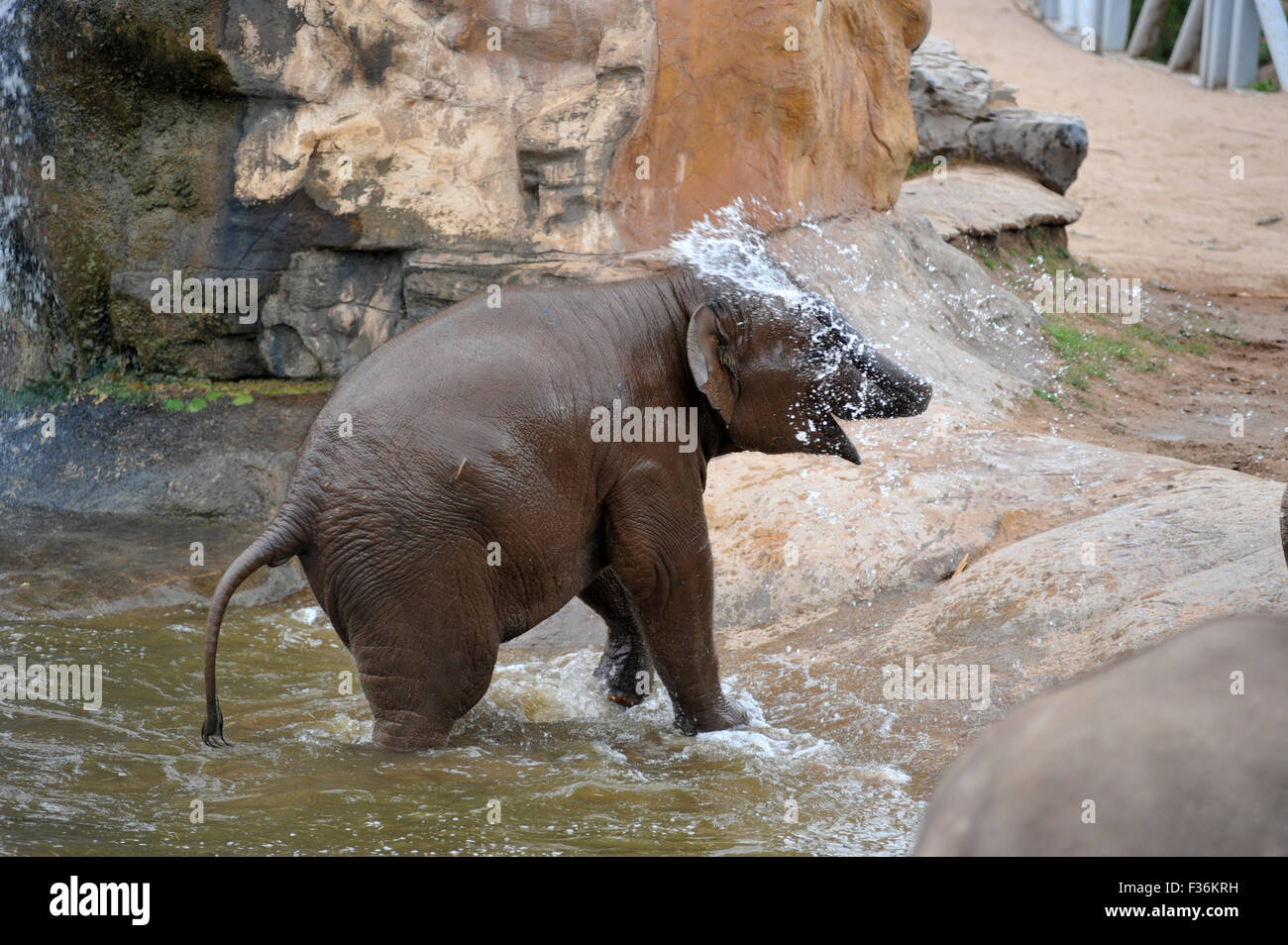 Cool down chester zoo hi-res stock photography and images - Alamy