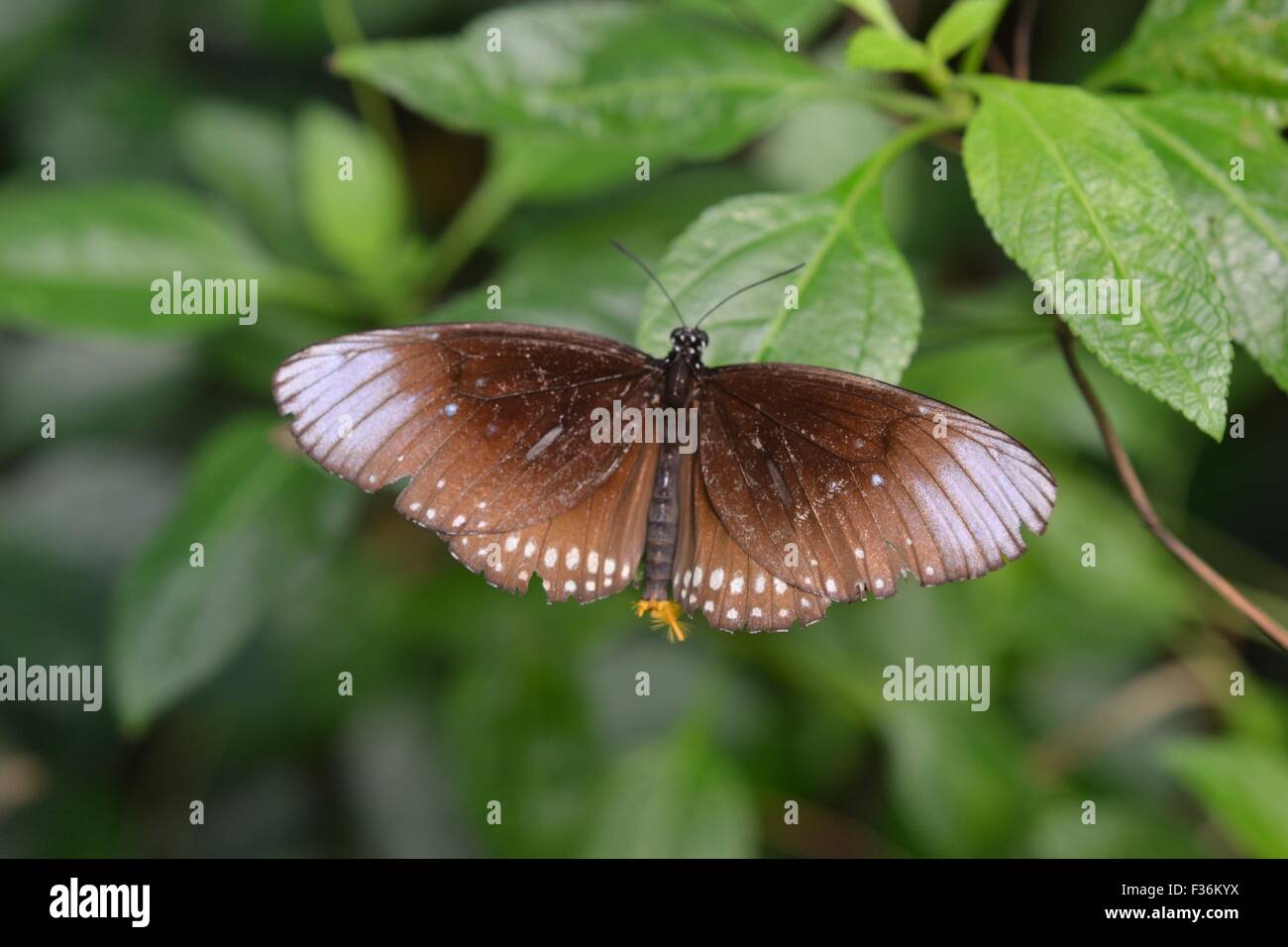 Common crow butterfly hi-res stock photography and images - Alamy