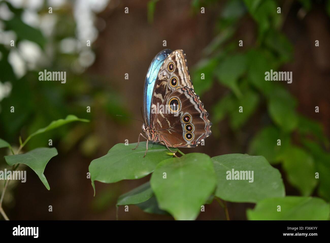 Blue morpho butterfly wing hi-res stock photography and images - Alamy