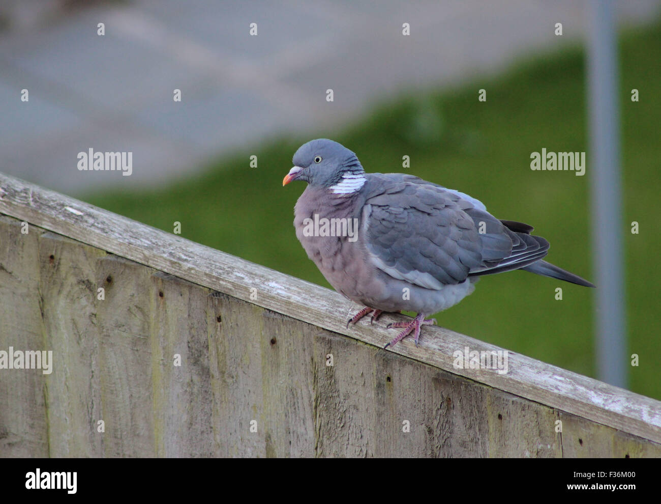 Pigeon on a fence Stock Photo - Alamy