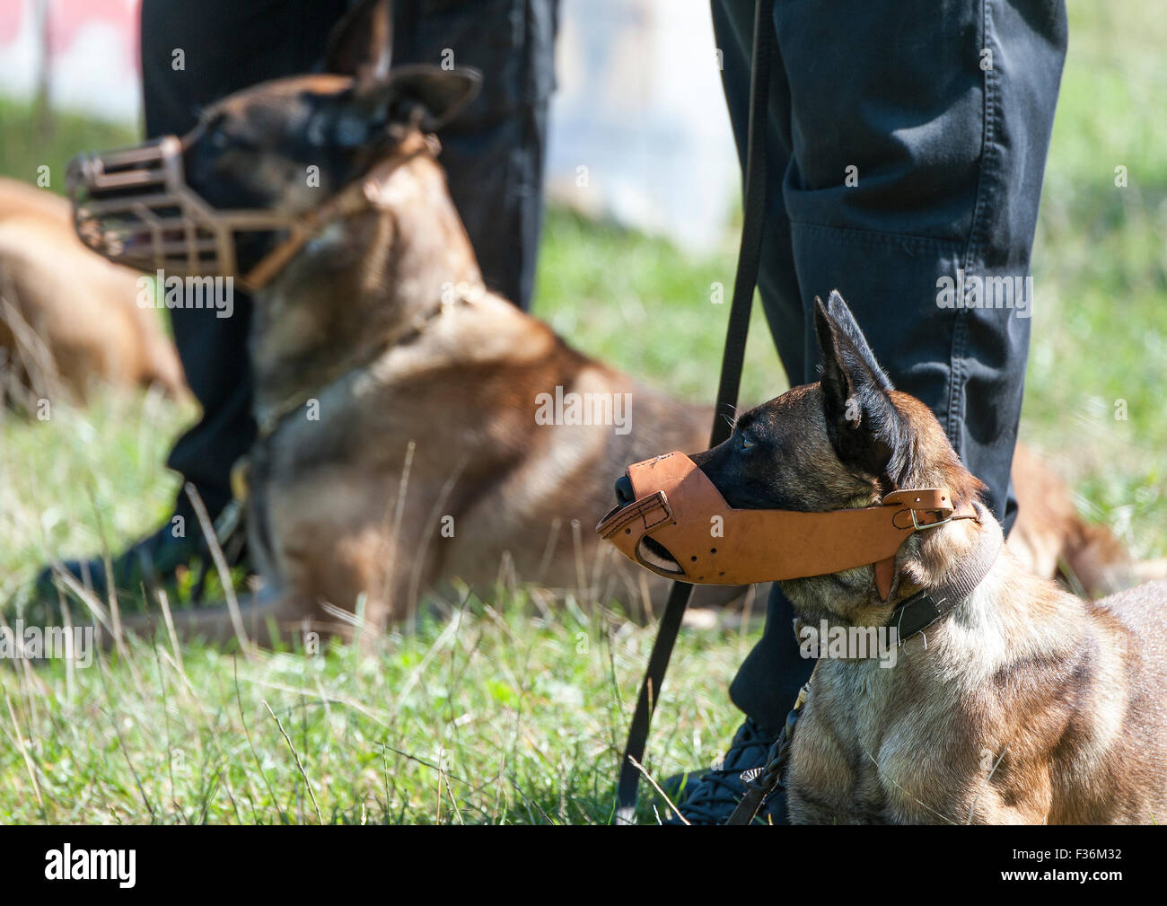 The picture shows muzzled security guard dogs during the obedience and ...