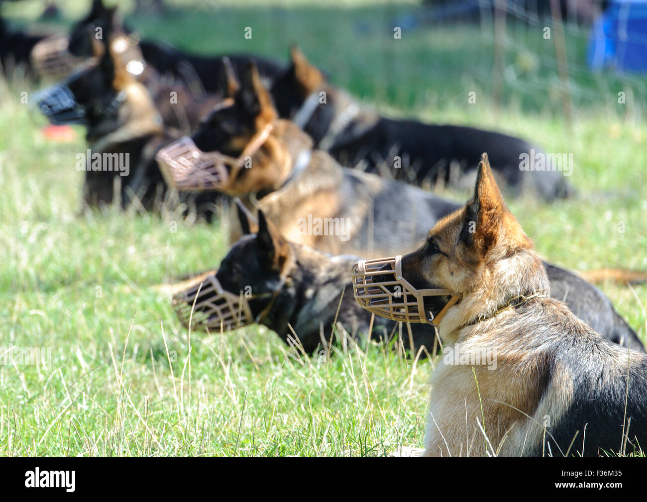 Guard dogs hi-res stock photography and images - Alamy