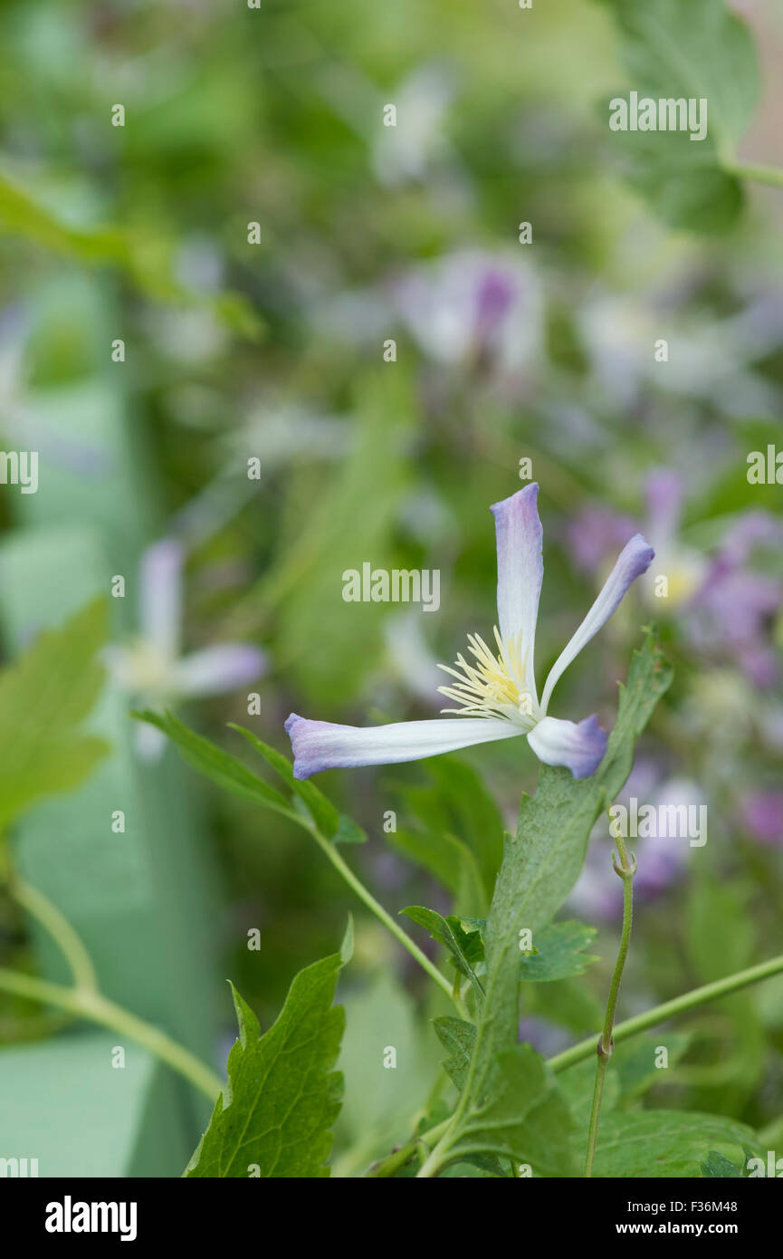 Clematis edward prichard hi-res stock photography and images - Alamy