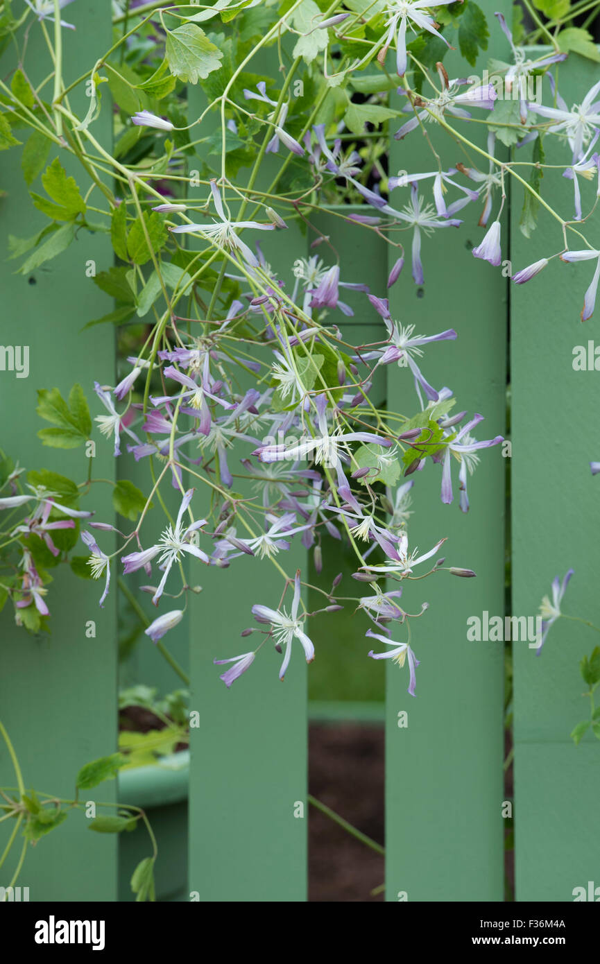 Clemtis heracleifolia 'Edward Prichard' flower Stock Photo - Alamy