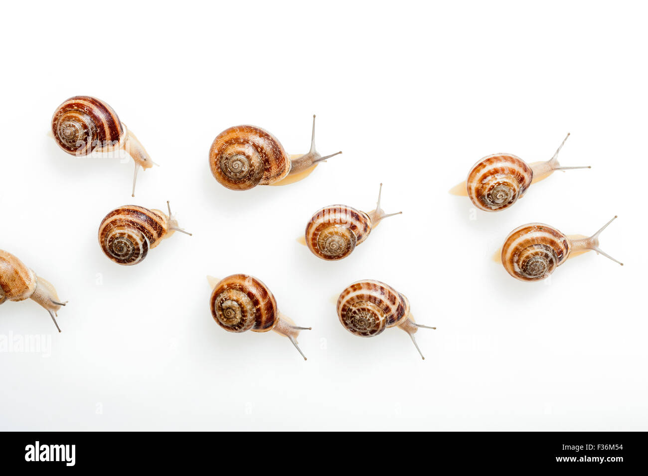 Striped snail on white background Stock Photo - Alamy