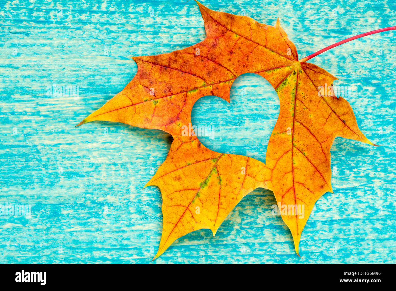 Maple leaf with heart shape on the blue wooden background Stock Photo ...