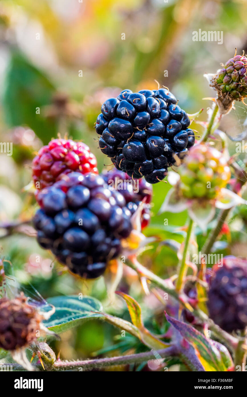 Wild Blackberries growing in woodland at Cannock Staffordshire UK Stock ...