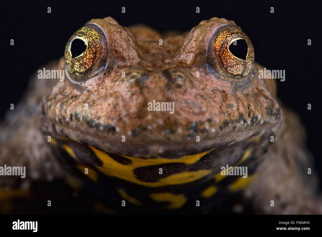 Toad face hi-res stock photography and images - Alamy
