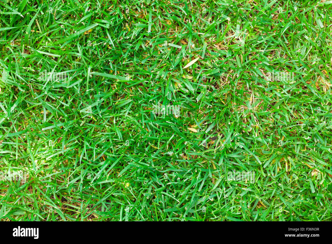 Green grass field meadow. Top view Stock Photo - Alamy