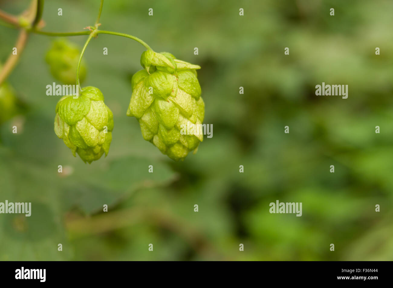 Ripe buds of organic hop plant closeup Stock Photo - Alamy