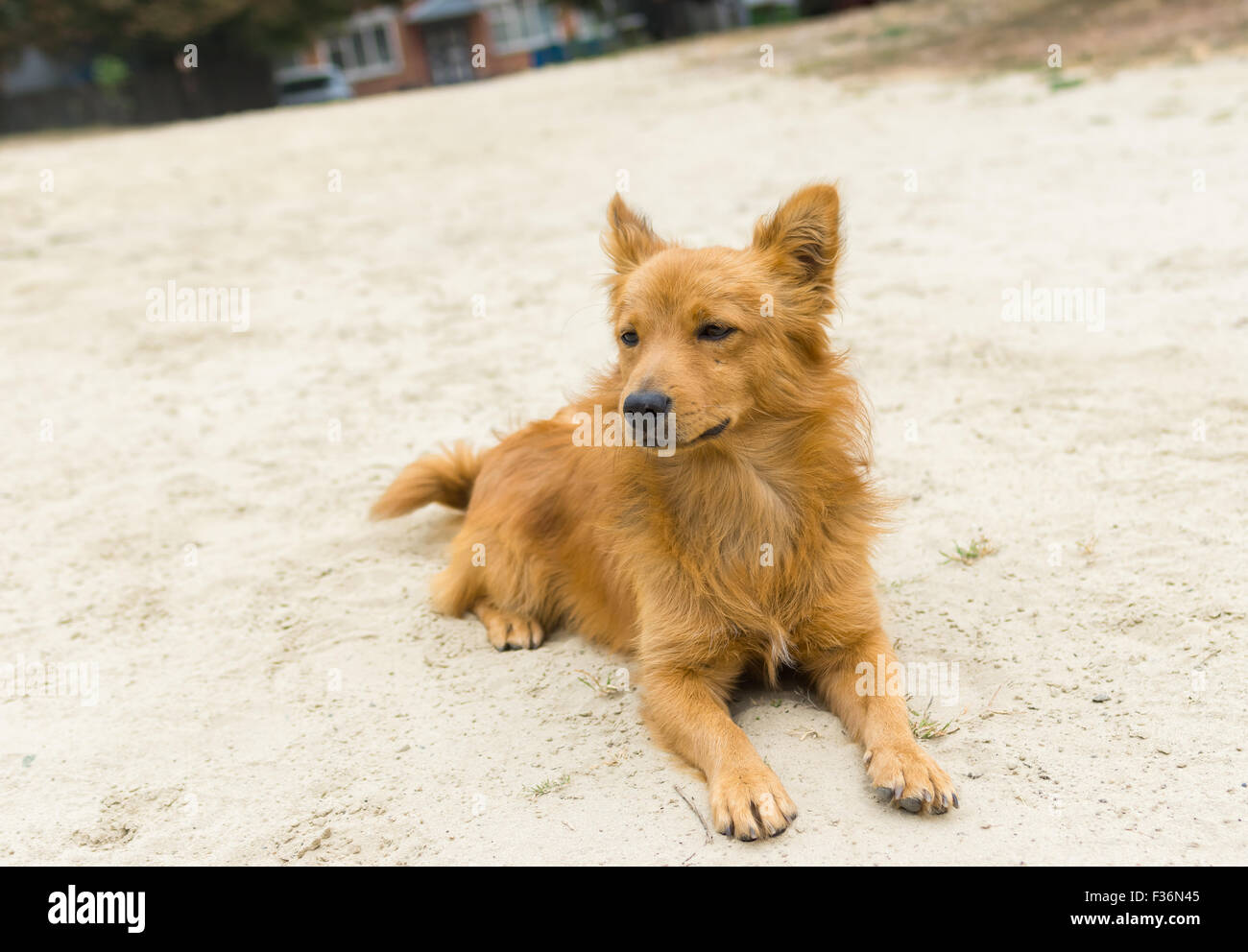 Portrait of cute mixed breed dog guarding master home Stock Photo - Alamy