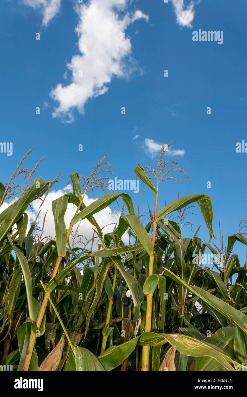 A shot of a crop of Maize field looking up towards the blue sky Stock ...
