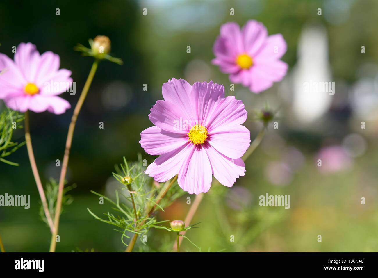 Pink Cosmos with Yellow Center (Cosmos bipinnatus) flower Stock Photo ...