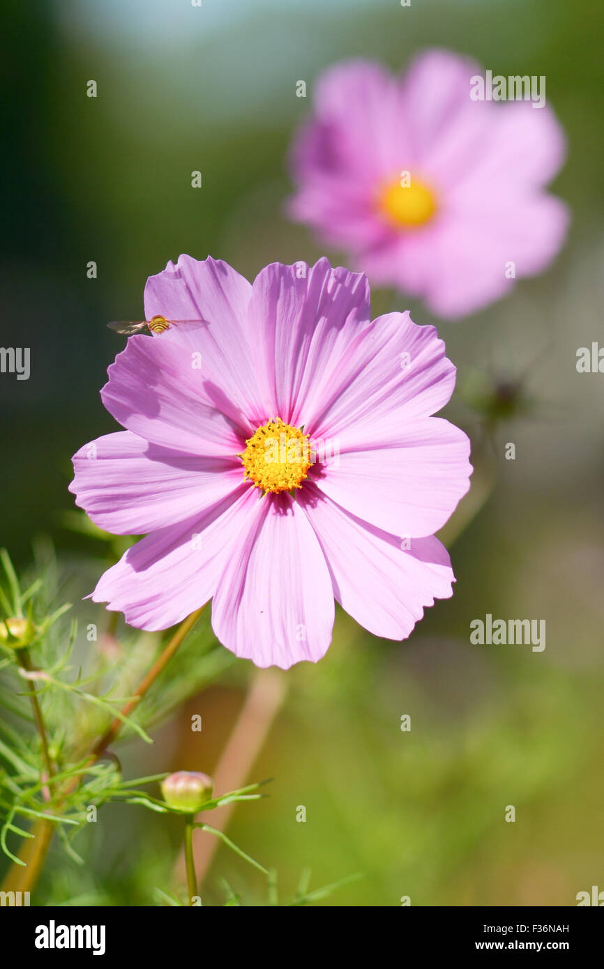 Pink Cosmos with Yellow Center (Cosmos bipinnatus) flower Stock Photo ...