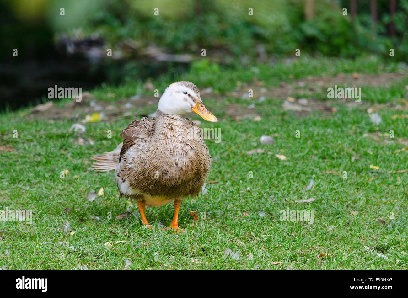 One duck standing in the yard Stock Photo - Alamy