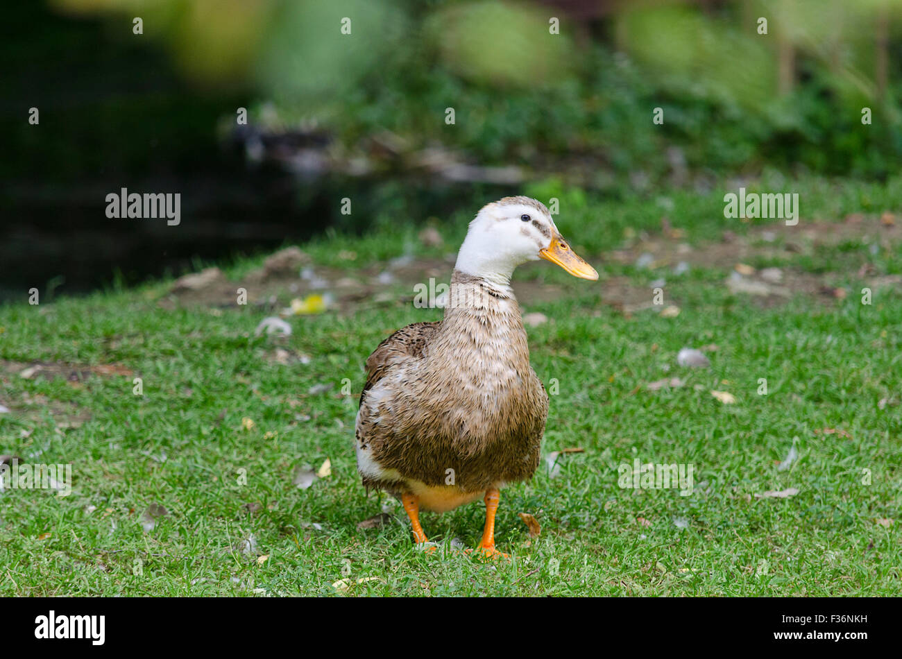 One duck standing in the yard Stock Photo - Alamy