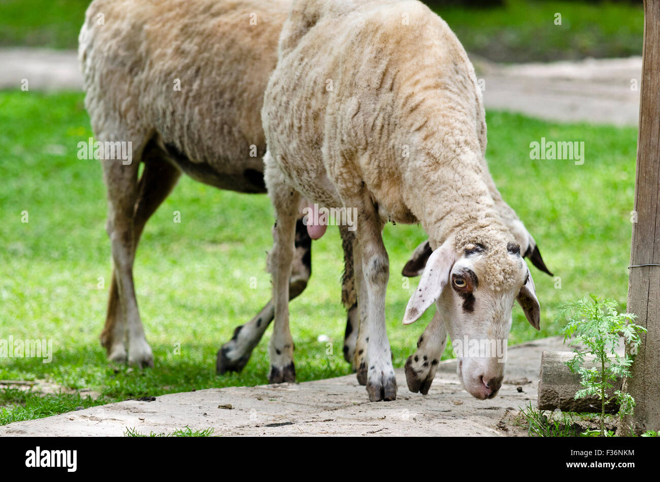 Sheep yard hi-res stock photography and images - Alamy